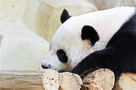 The Panda Is Sleeping Stock Photo At Vecteezy
