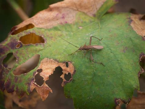 Leaf Footed Stink Bug Stock Image Image Of Insect Close 10347399