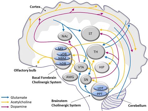 Frontiers The Biology And Pathobiology Of Glutamatergic Cholinergic And Dopaminergic