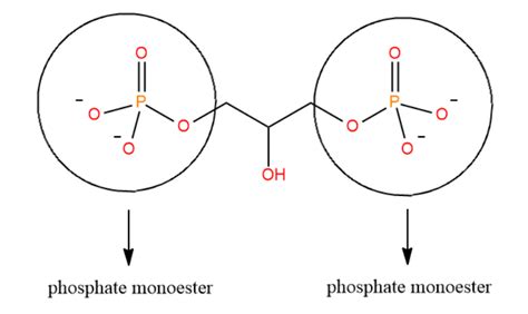Identify The Phosphorus Containing Functional Groups In Each Quizlet Identify The Phosphorus Containing Functional Groups In Each Quizlet