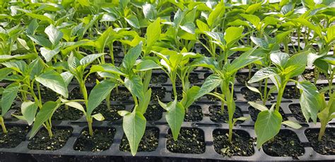 ევროპული ჩითილები Mtskheta