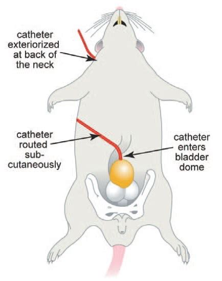 Cystometric And External Urethral Sphincter Measurements In Awake Rats With Implanted Catheter