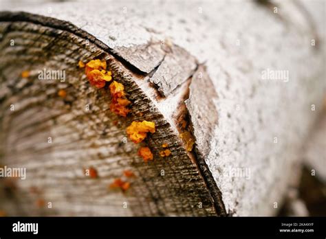 Orange Fungi On Tree Trunk Stock Photo Alamy