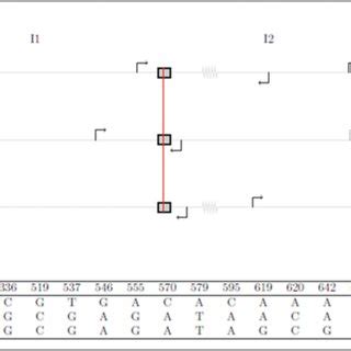 Example For An Intron Exon Structure Intron Length Differences Exon Download Scientific