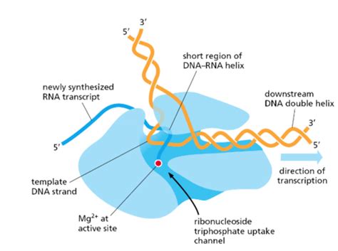 Lec 2 Regulations Of Genome Expression Flashcards Quizlet