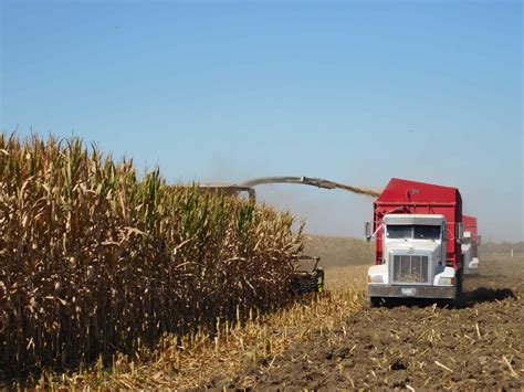 Processed Corn Field