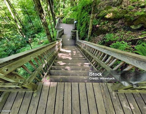 나무 계단은 다양한 녹색 나무와 식물이 있는 울창한 숲으로 내려갑니다 경관에 대한 스톡 사진 및 기타 이미지 경관 계단 곡선 Istock