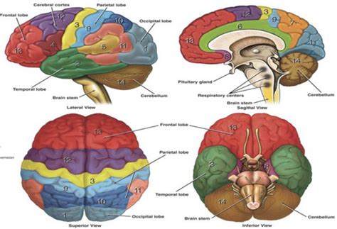 Attr Functional Areas Of Cerebral Cortex Flashcards Quizlet
