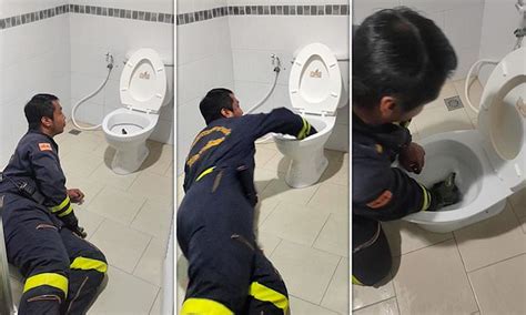 Man Gets The Fright Of His Life When A PYTHON Emerges From His Toilet Daily Mail Online