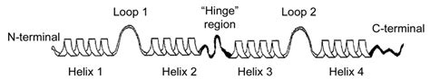 helix loop helix arrangement of s100 proteins loop 1 l1 flanked by