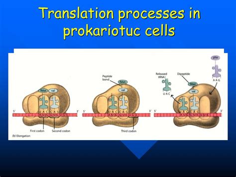PPT Codon Bias And Regulation Of Translation Among Bacteria And Phages PowerPoint Presentation