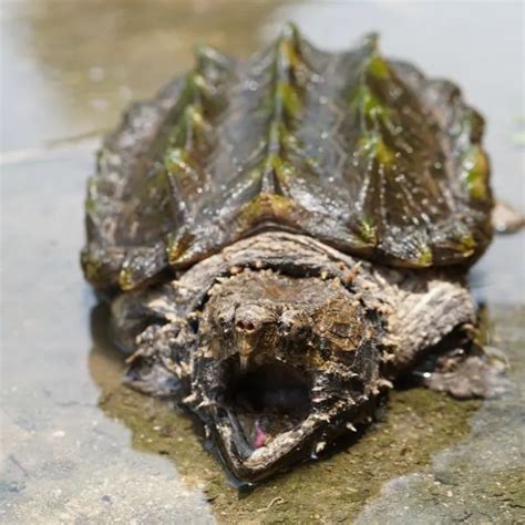 16 Snapping Turtle Predators Impacting Their Survival All Turtles
