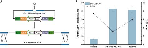Enhancement Of Linalool Production In Saccharomyces Cerevisiae By Utilizing Isopentenol
