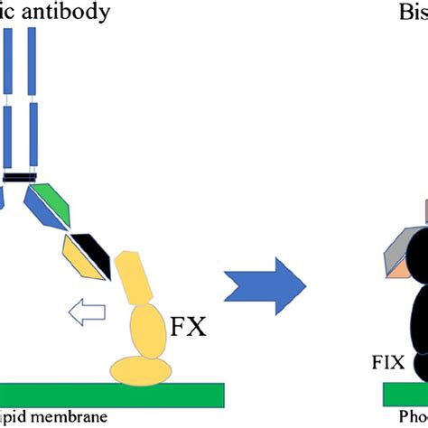 Schematic Representation Of Emicizumab Mediated Blood Coagulation In