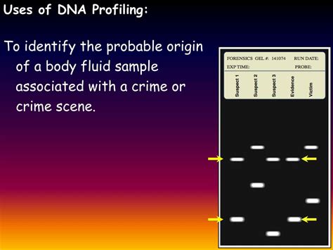 PPT DNA Profiling PowerPoint Presentation Free Download ID 6265185