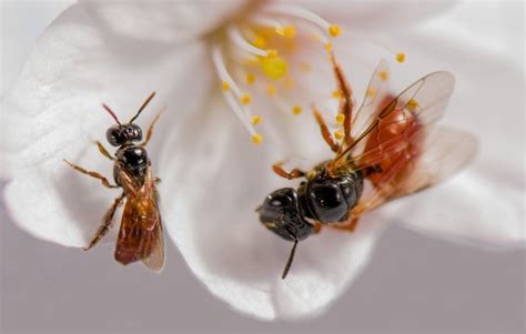 Australian Native Bees In Your Garden Hoselink