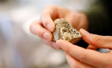 Scientists Discover Remarkable 18 Million Year Old Secrets Preserved In