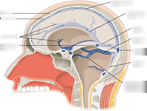 Coronal View Sinus Fill In Diagram Quizlet