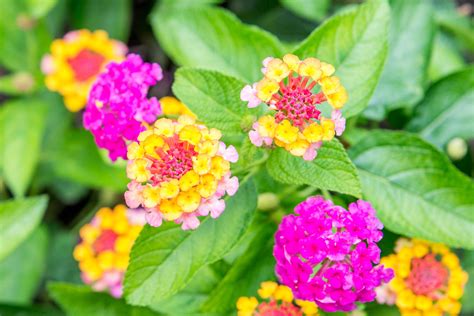 How To Grow And Care For Lantana