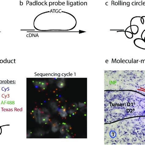 Gene Expression Profiling By In Situ Sequencing Tissue Sections Were Download Scientific
