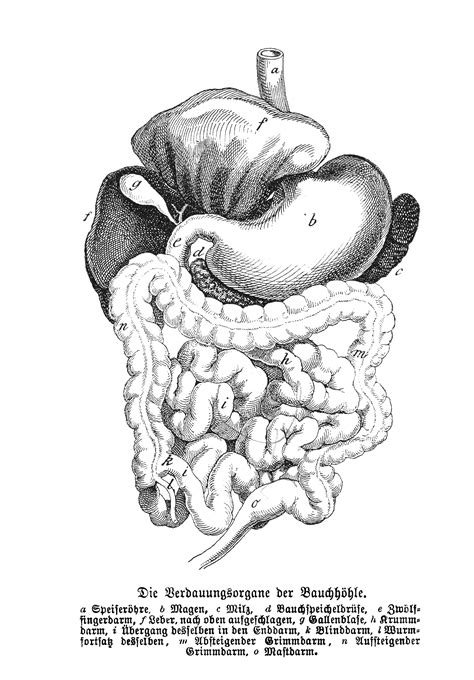 Waarom Hebben Mensen Een Balzak En Olifanten Niet Evolutiebioloog Legt