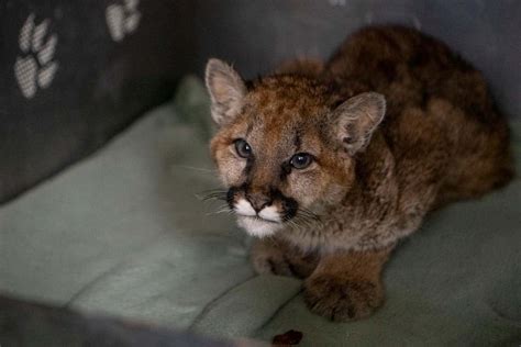 Orphaned Cougar Cub Rescued Visit Rainier