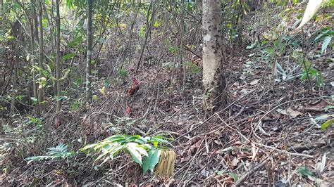 Cuab Qaib Qus Youtube