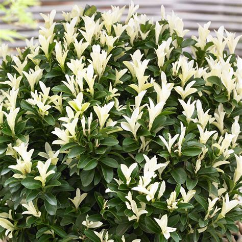 Euonymus Paloma Blanca Japanese Spindle Gardeners Dream