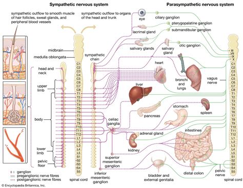 Auerbach Plexus Anatomy Britannica