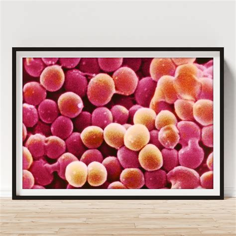 Staphylococcus Aureus Bacteria Poster By Science Photo Library