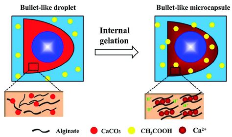 Schematic Picture Of The Ca Alginate Core Shell Microcapsule Formation Schematic Picture Of The Ca Alginate Core Shell Microcapsule Formation