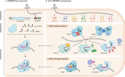 Anti Crispr Protein Applications Natural Brakes For Crispr Cas