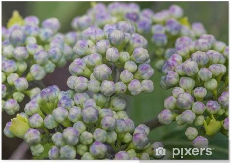 Poster Hydrangea Buds Pixersuk