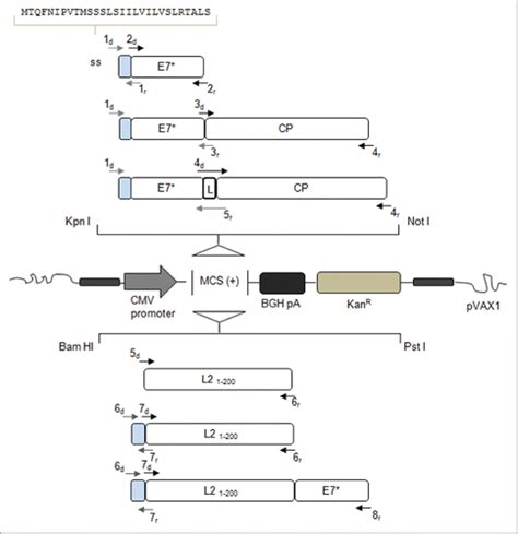 Full Article A Plant Protein Signal Sequence Improved Humoral Immune Response To Hpv