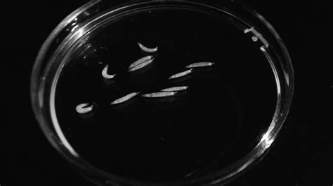 larvae classifier 2 object detection dataset by labgymtestsjm