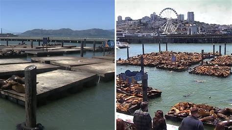 Pier 39 San Francisco Pier 39s Sea Lion Count Reaches Record High