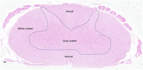 Basic Tissues Nervous Tissue Histology Education