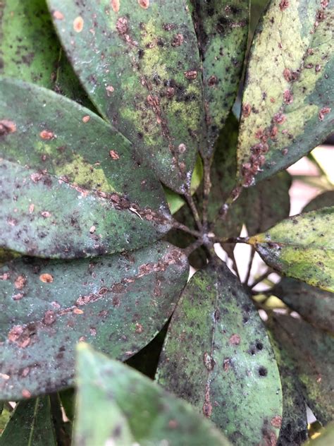 Step By Step Guide On Killing Houseplant Scale For Good