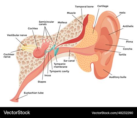 Structure Of The Human Ear