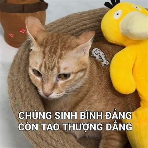 Ng C Nguy N Chiecmeomaucam On Threads