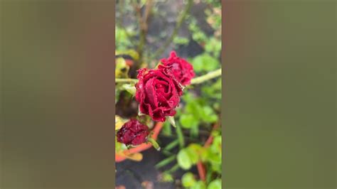 Roserose Gardenflowers Nature Youtubeshorts Garden Flowers Youtube