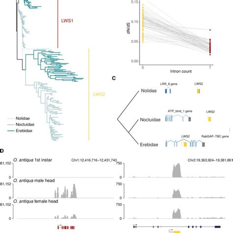 Evolution And Expression Of Lw Duplicate Within Noctuoidea A Gene Download Scientific Diagram