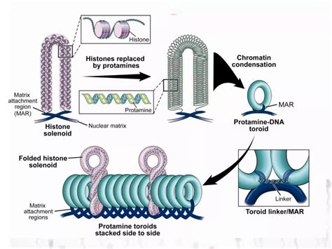 Sperm Dna Fragmentation Pptx Infertility Reproductive Health Sperm Dna Fragmentation Pptx Infertility Reproductive Health