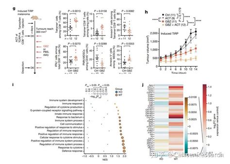 Nature α2肾上腺素能受体激活引发的肿瘤免疫排斥反应 知乎