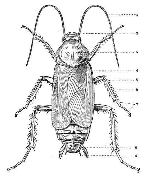 Cockroach