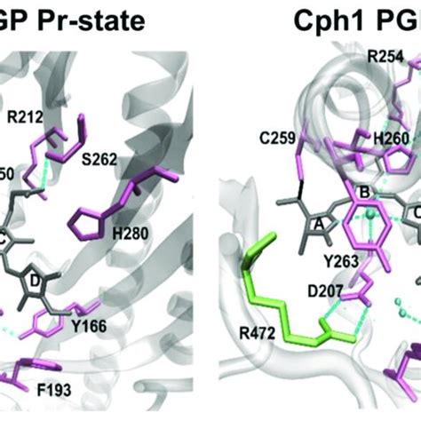 Chromophore Binding Pocket Of Bv And Pcb Binding Phytochromes Agp1 Pgp