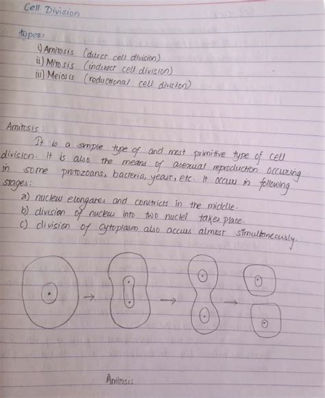 Cell Divisionamitosis And Mitosis Class Eleven Biology
