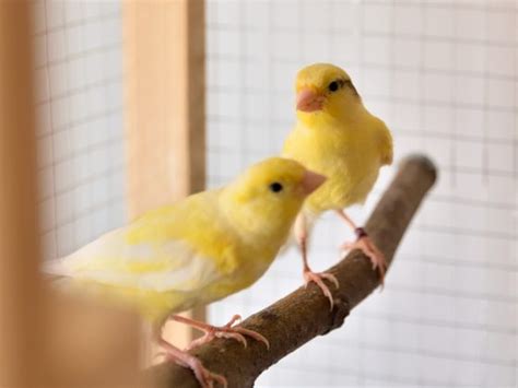 Ptak Gil Wygląd Opis Zdjęcia Pupilekpl