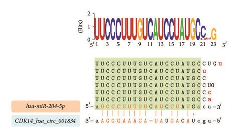 An Example Of Isomir Expression And Interaction With Circrna A B Download Scientific Diagram