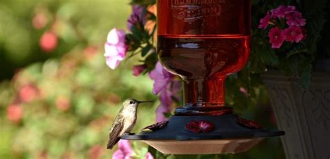 Where Should You Hang Your Hummingbird Feeder 12 Tips Bird Watching HQ